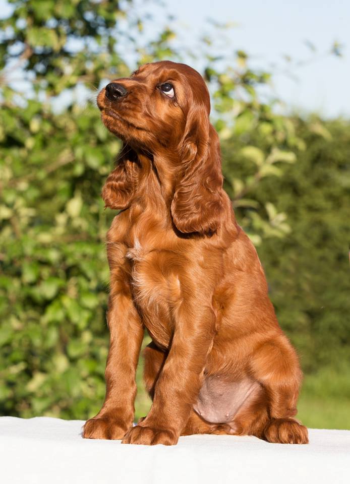 10502274_313762972131895_4937825042378198523_n – Nobleton