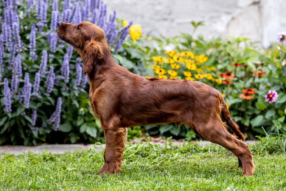 69010799_1289830234525159_3726099959976558592_n – Nobleton